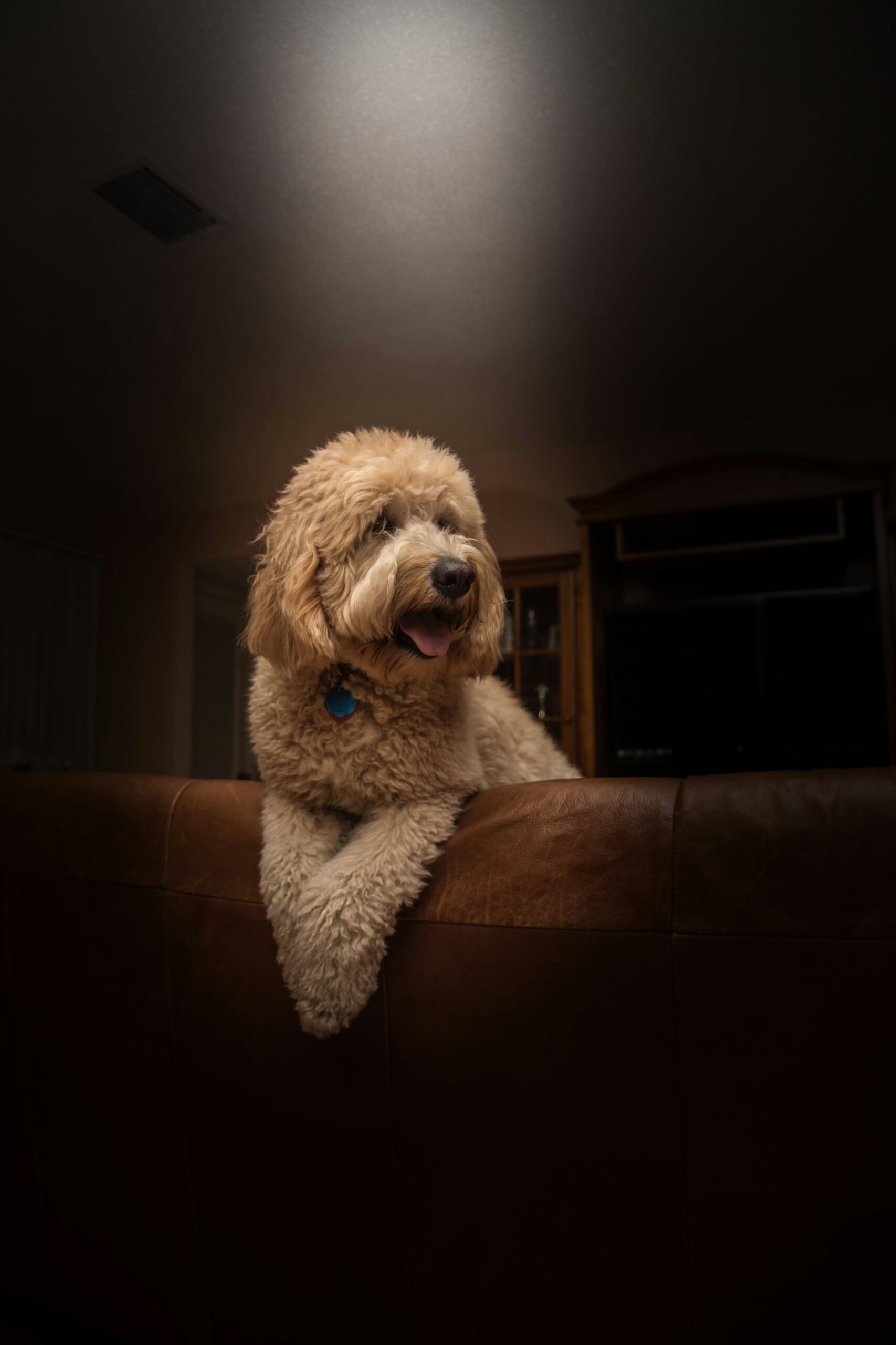 20 Facts About Poodles That Prove They’re the Smartest (and Floofiest ...