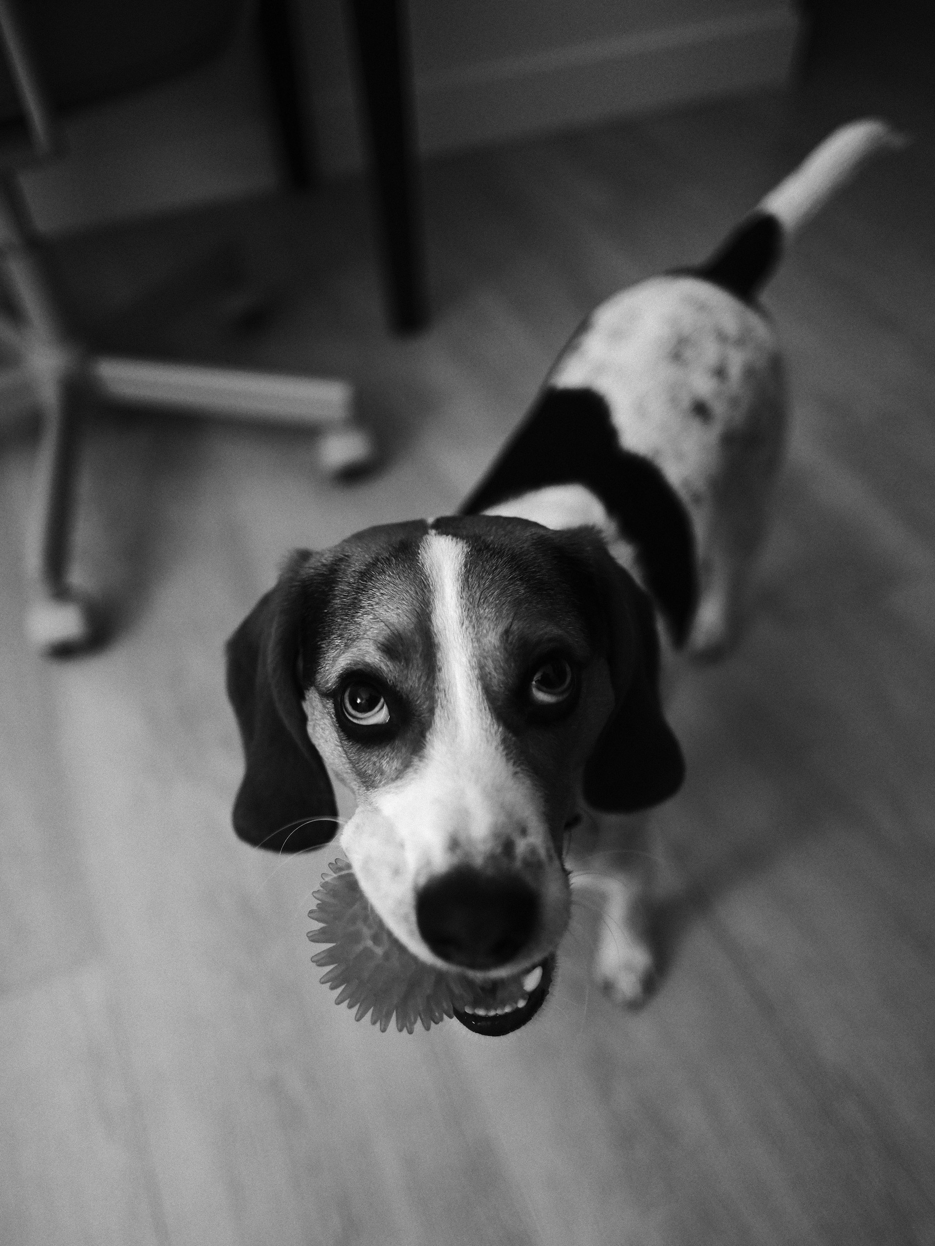24 Facts About Beagles That Will Blow Your Mind (Or At Least Make You ...