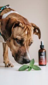 Minty Fur Spray: DIY Dog Perfume You Need To Try - Smart Dog Learning