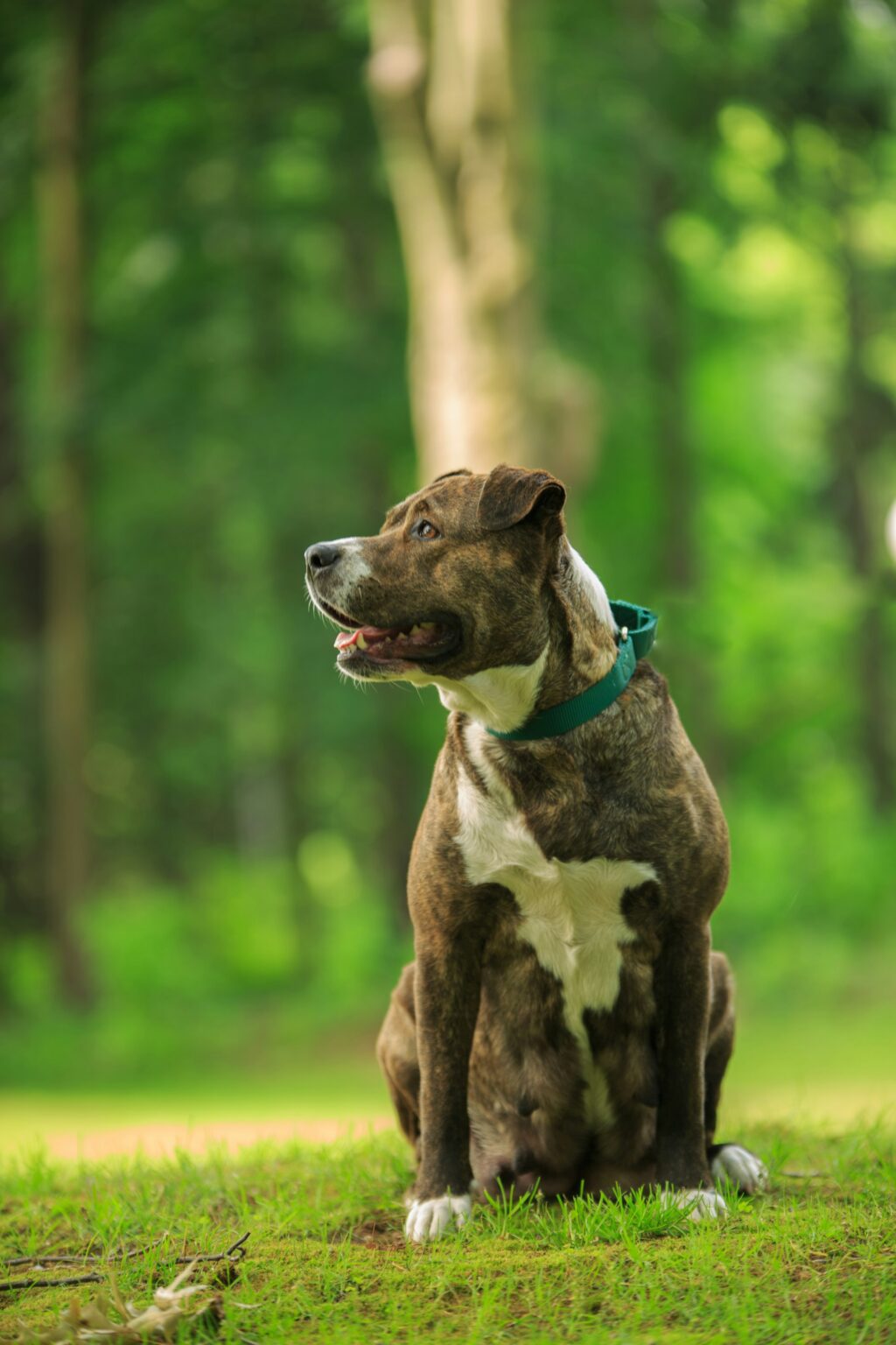 How to Train an American Pit Bull Terrier: The Fun (and Sometimes ...