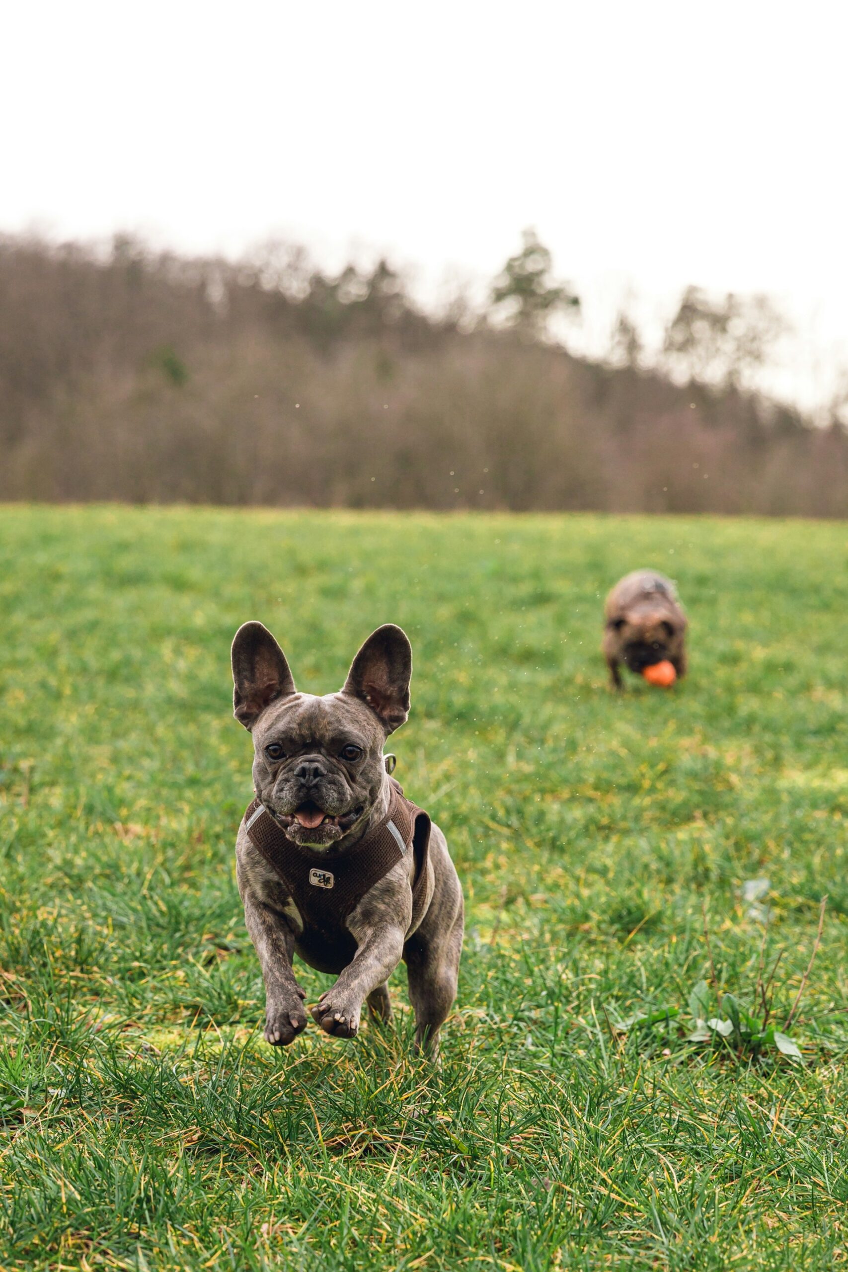 How to Stop Your Dog from Jumping When Excited (Without Losing Your ...
