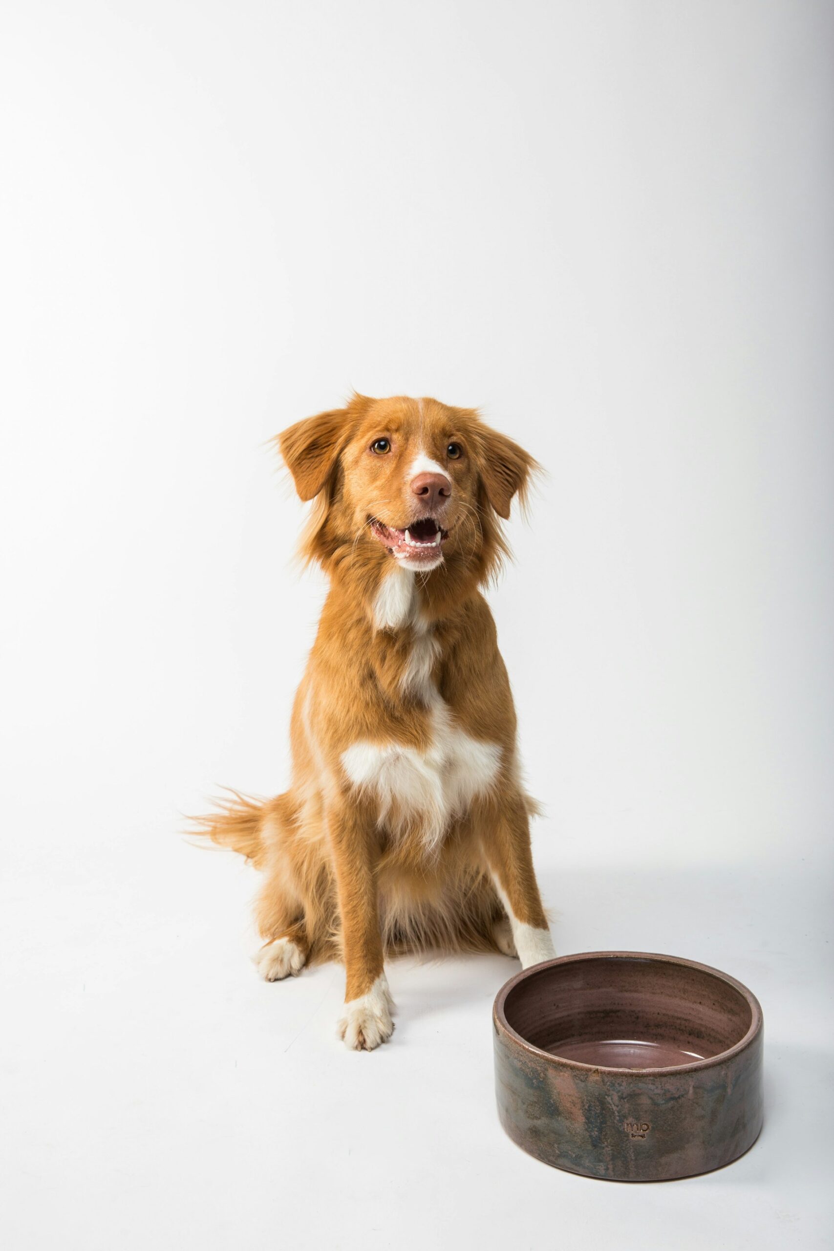9 Tips To Freshen Your Dog’s Breath - Smart Dog Learning