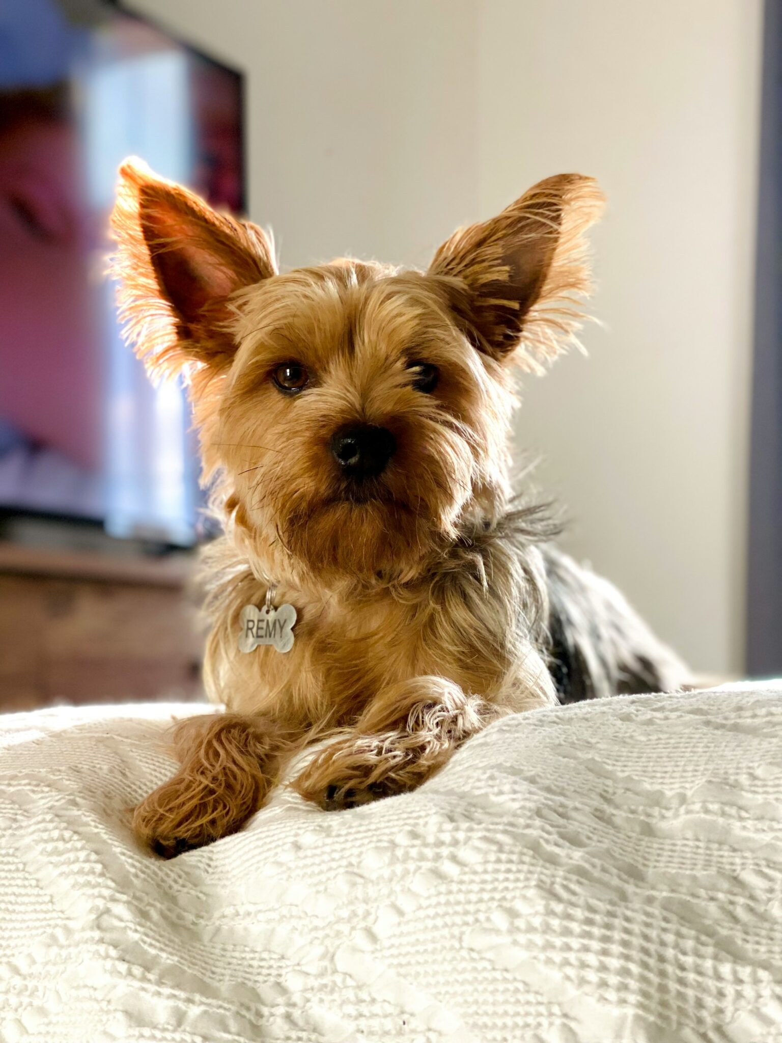 8 Common Health Issues in Yorkies (And How to Spot Them Early!) - Smart ...