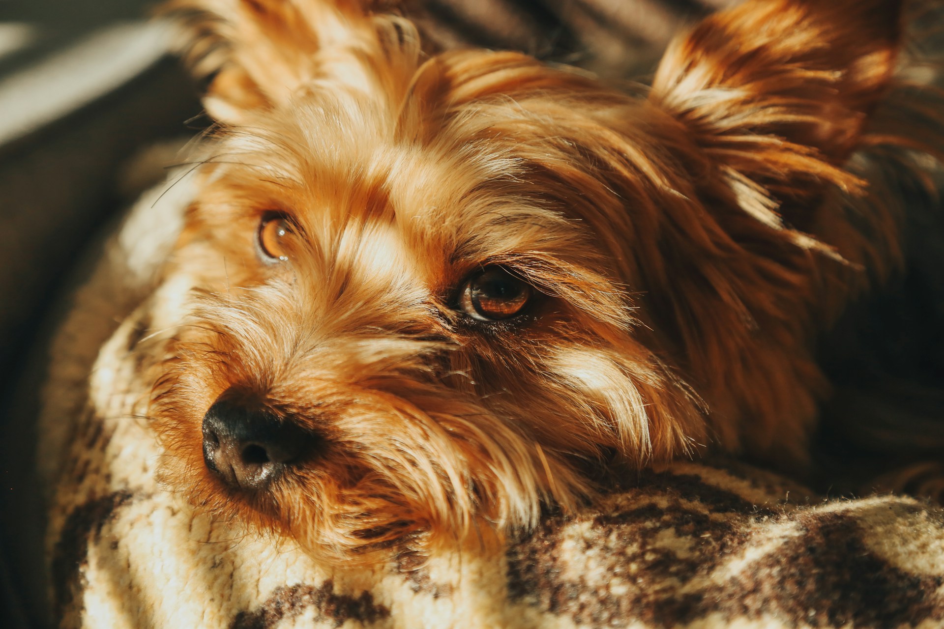 8 Common Health Issues in Yorkies (And How to Spot Them Early!) - Smart ...