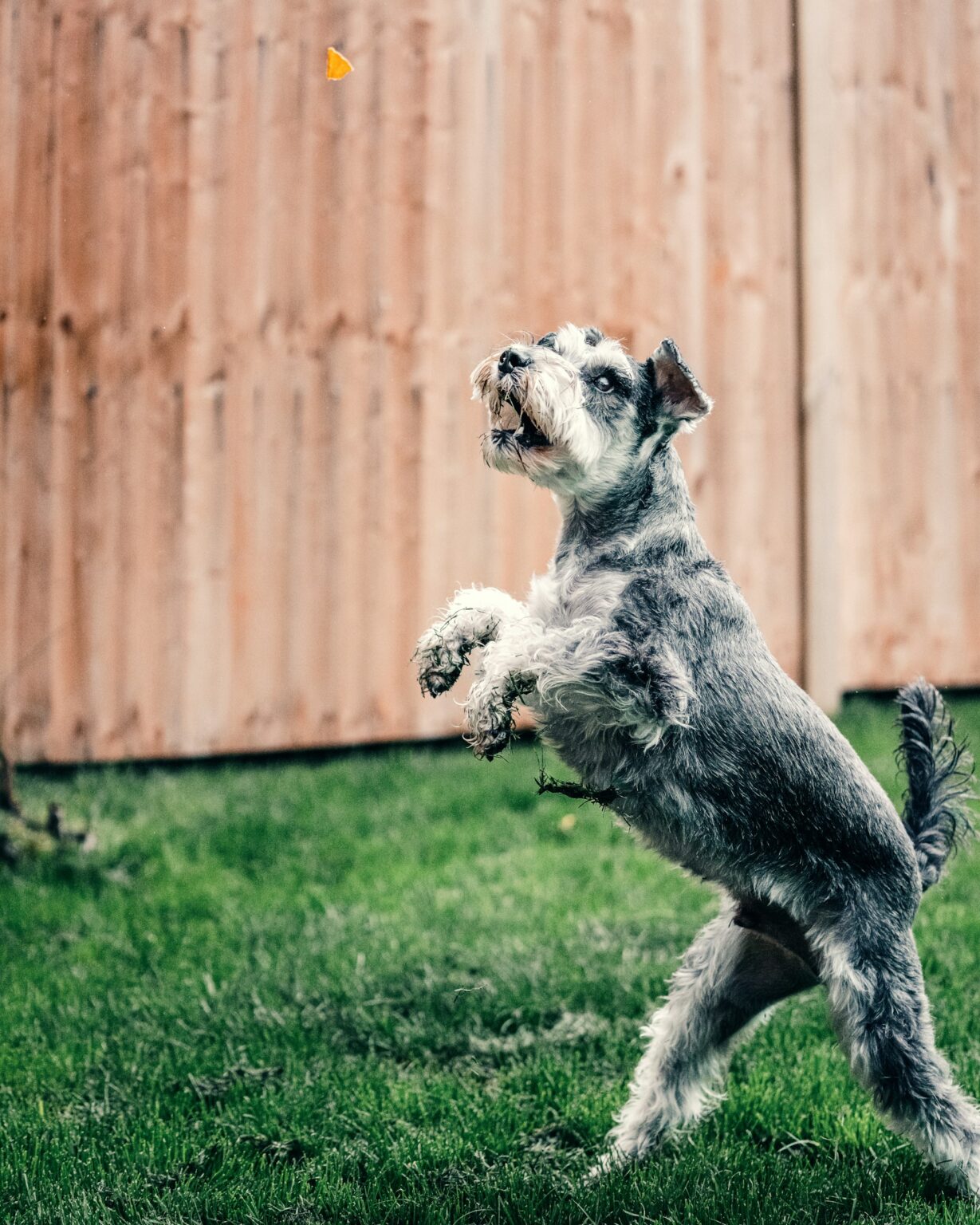 How to Stop Your Dog from Jumping When Excited (Without Losing Your ...