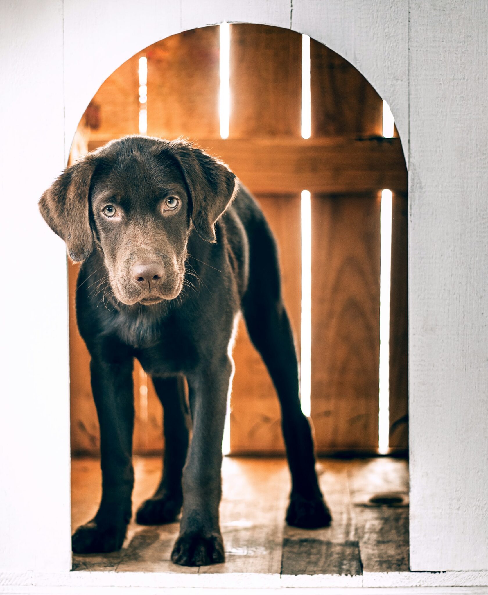 Help! My Dog Ate Chocolate – Now What?! - Smart Dog Learning