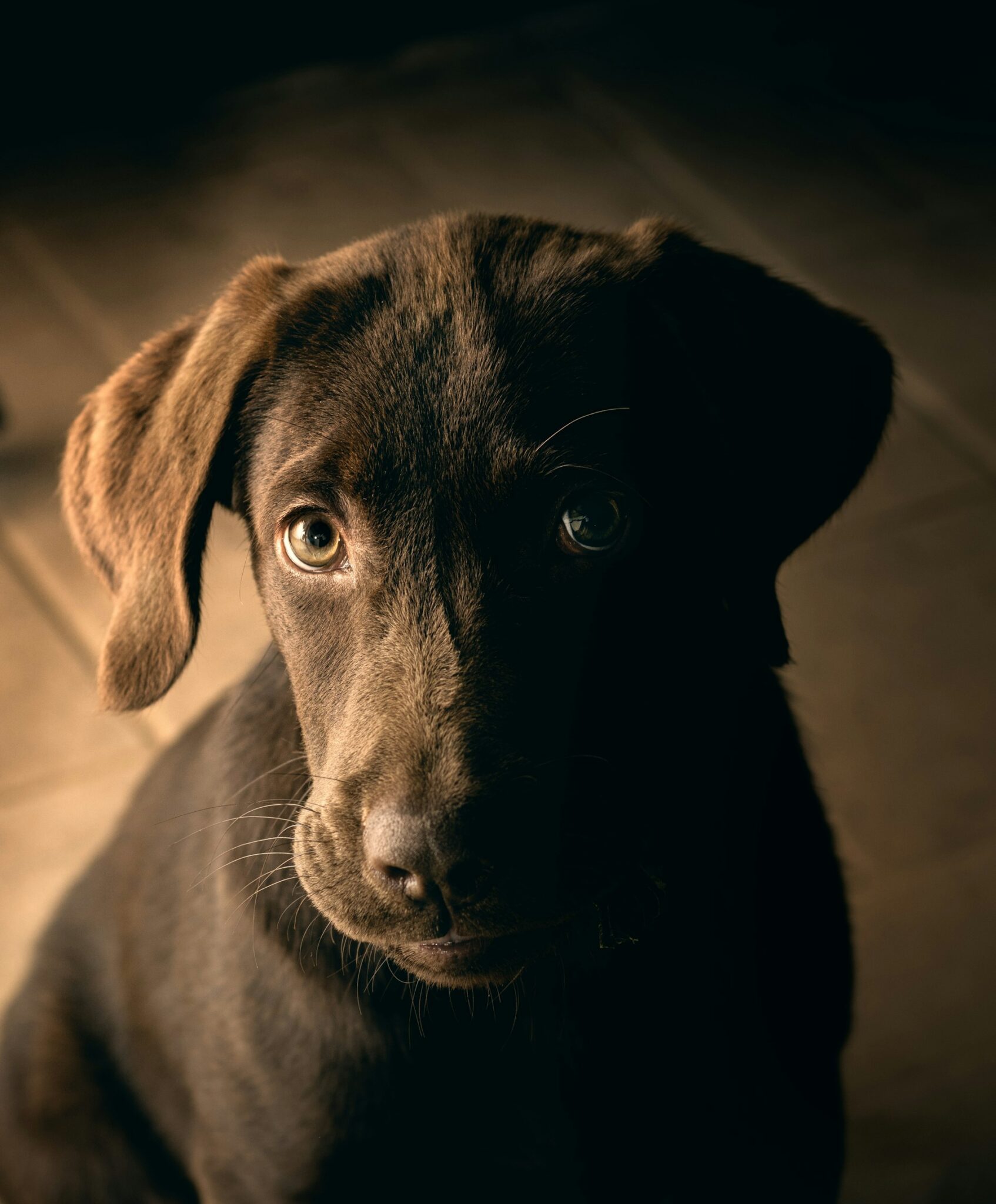 Help! My Dog Ate Chocolate – Now What?! - Smart Dog Learning
