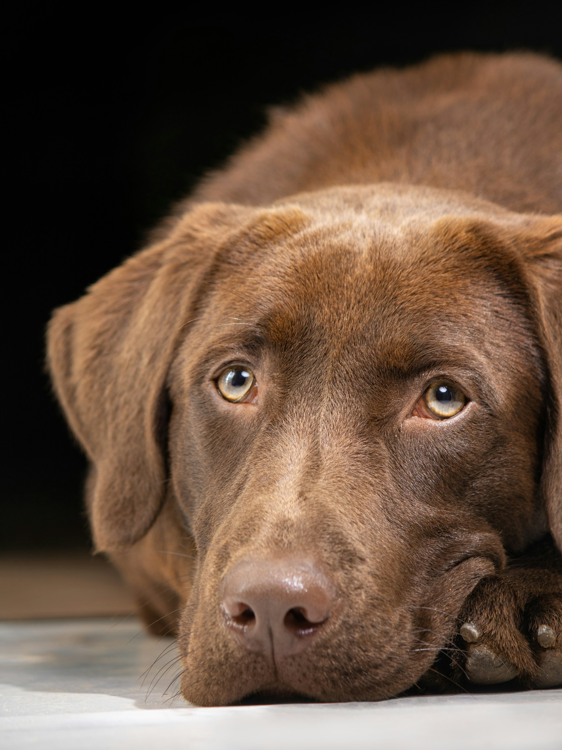 Help! My Dog Ate Chocolate – Now What?! - Smart Dog Learning