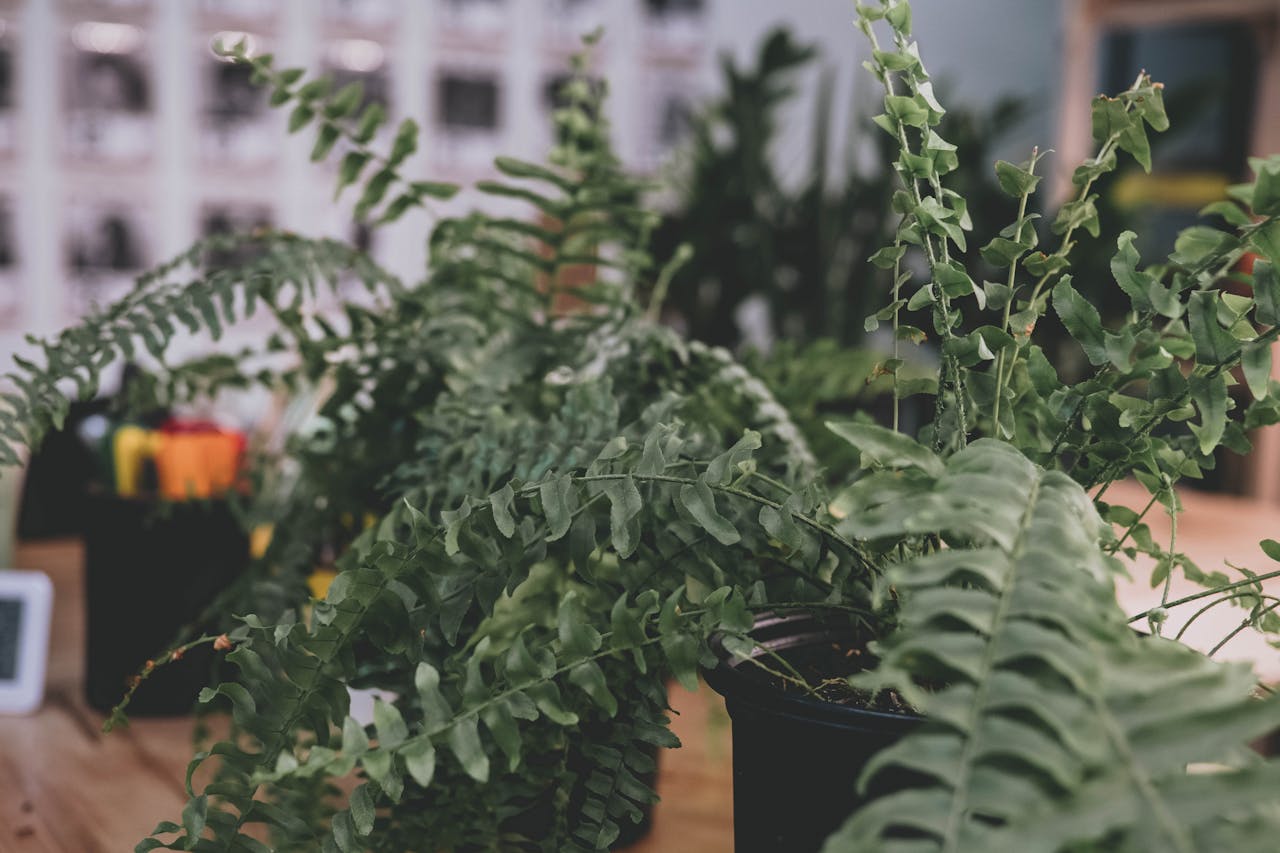 Boston Fern Care Tips: How to Keep Your Frilly Green Friend Happy ...