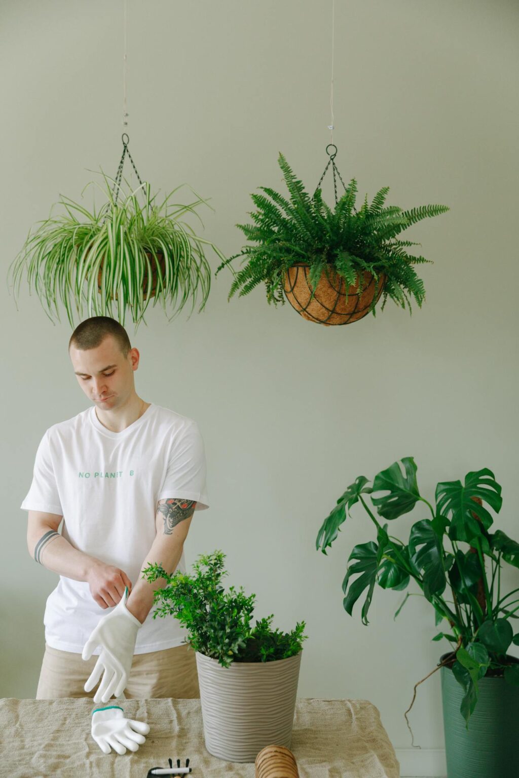 Boston Fern Care Tips: How to Keep Your Frilly Green Friend Happy ...
