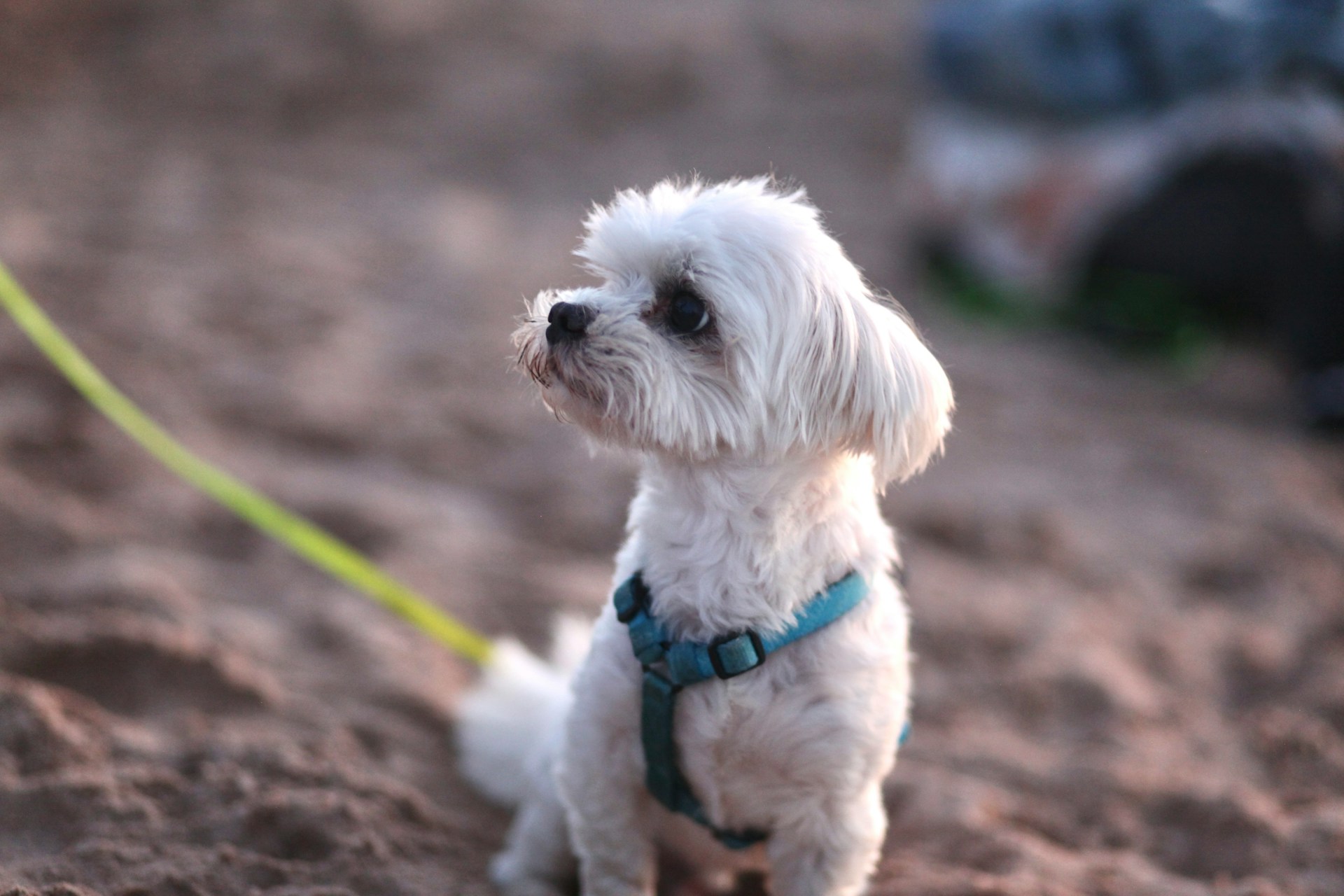 Common Mistakes Maltese Owners Make (And How to Fix Them) - Smart Dog ...