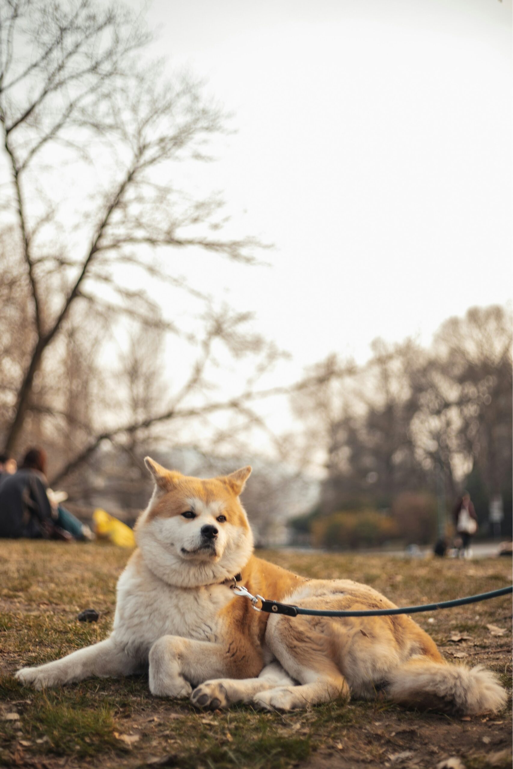 10 Therapy Dog Training Tips You Absolutely Need To Know - Smart Dog ...