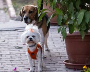 Common Mistakes Maltese Owners Make (And How to Fix Them) - Smart Dog ...