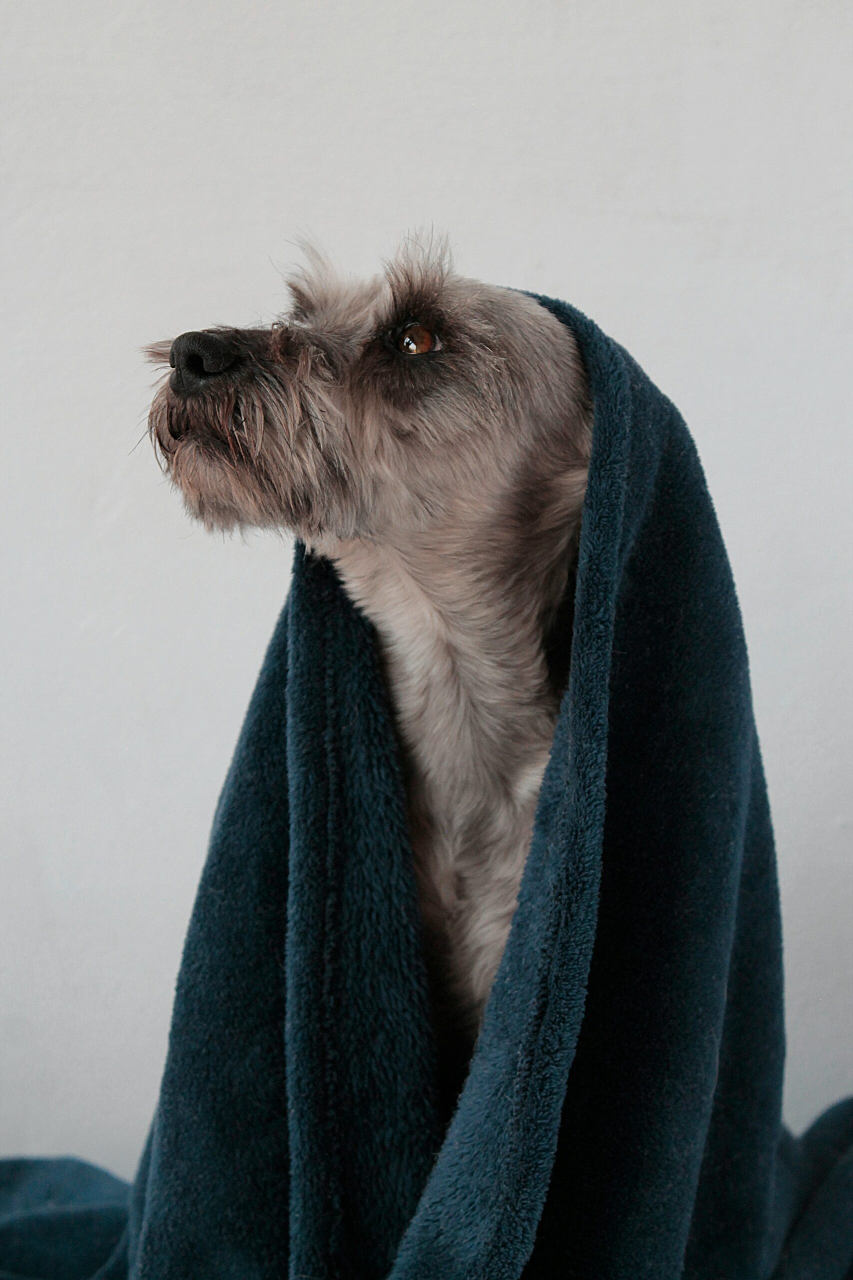 DIY Dog Bath Soap (That Won’t Make Your Pup Smell Like a Cleaning Aisle ...