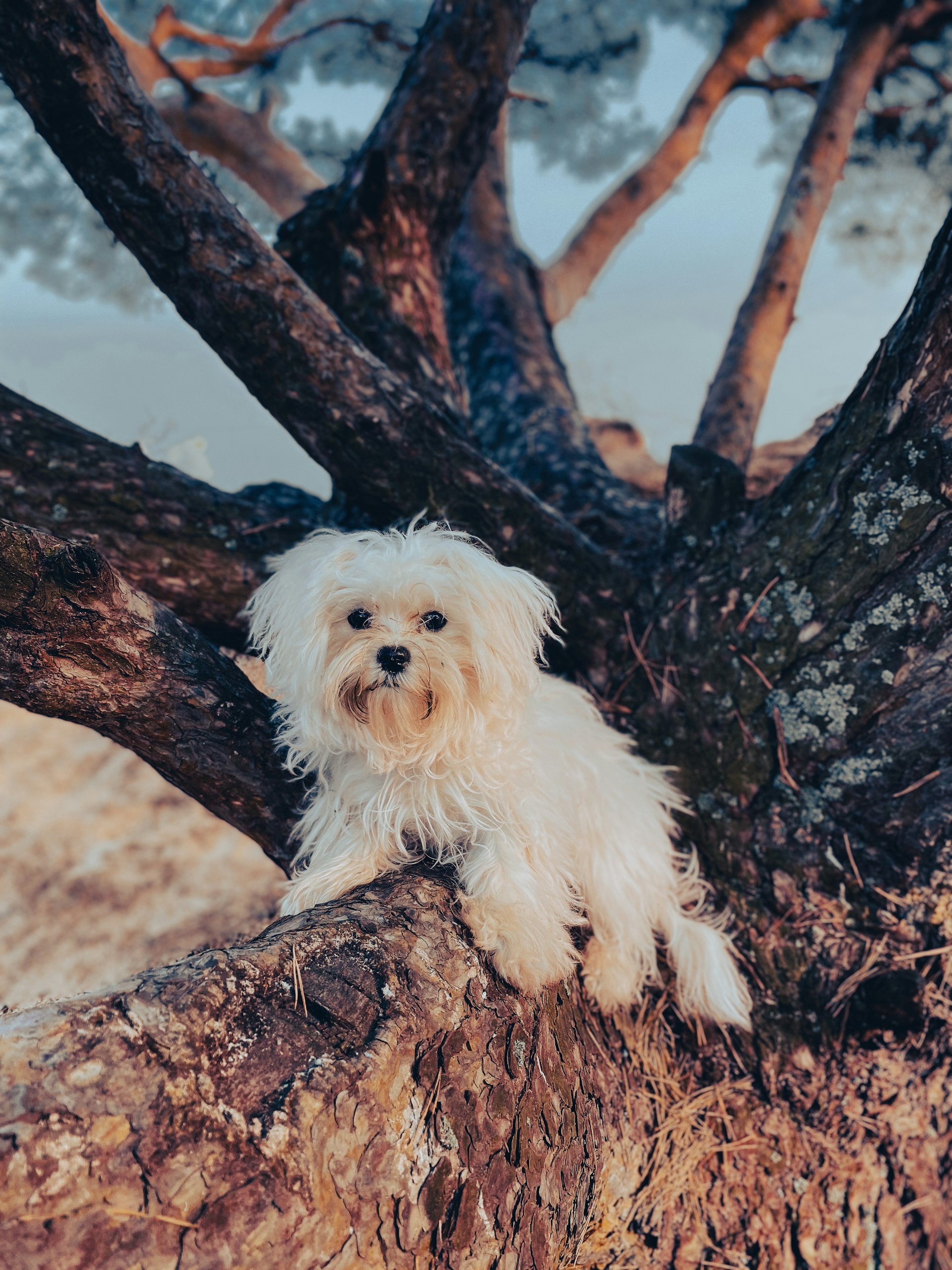 Common Mistakes Maltese Owners Make (And How to Fix Them) - Smart Dog ...