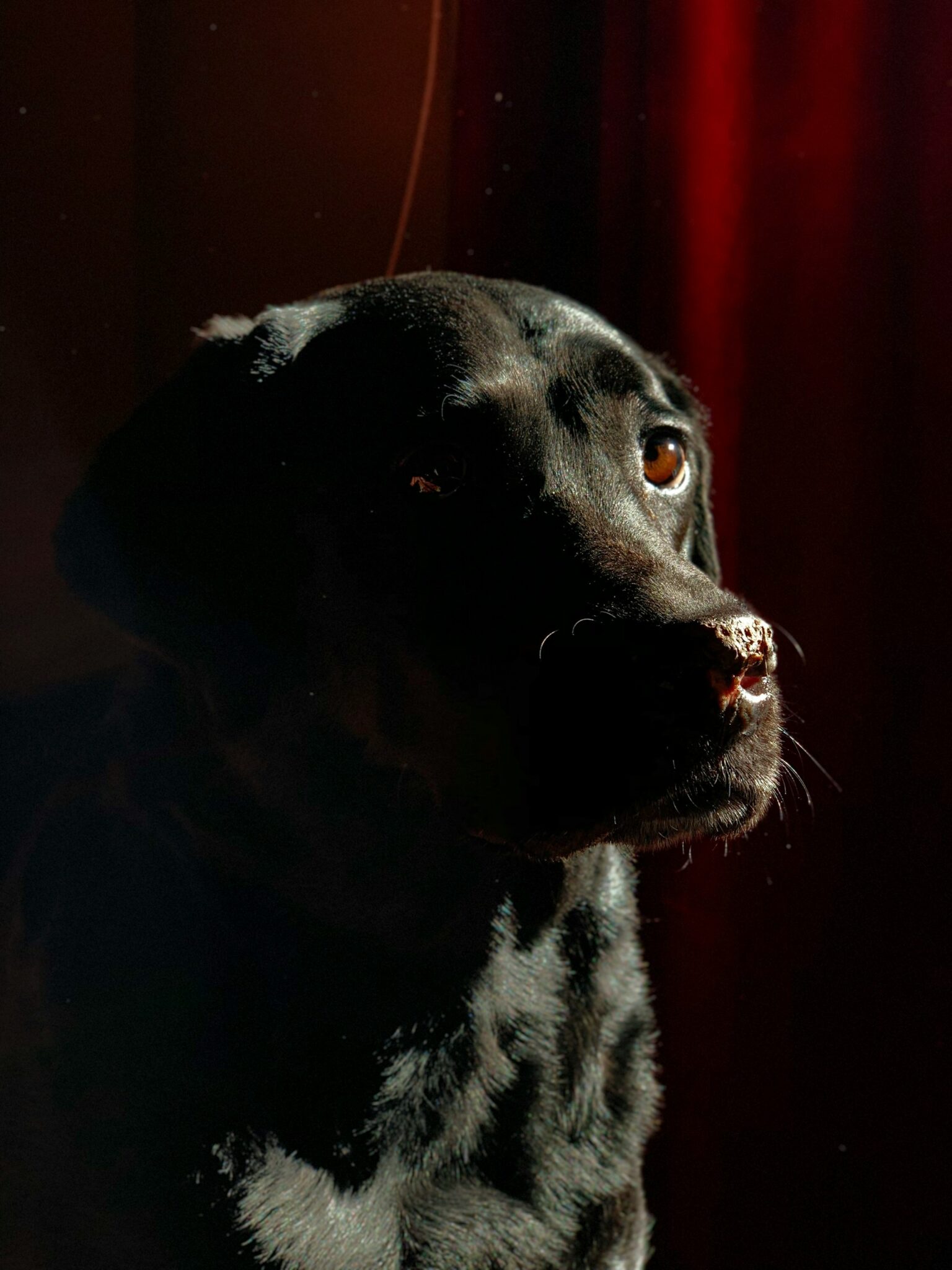 How to Calm a Dog During a Storm or Fireworks - Smart Dog Learning