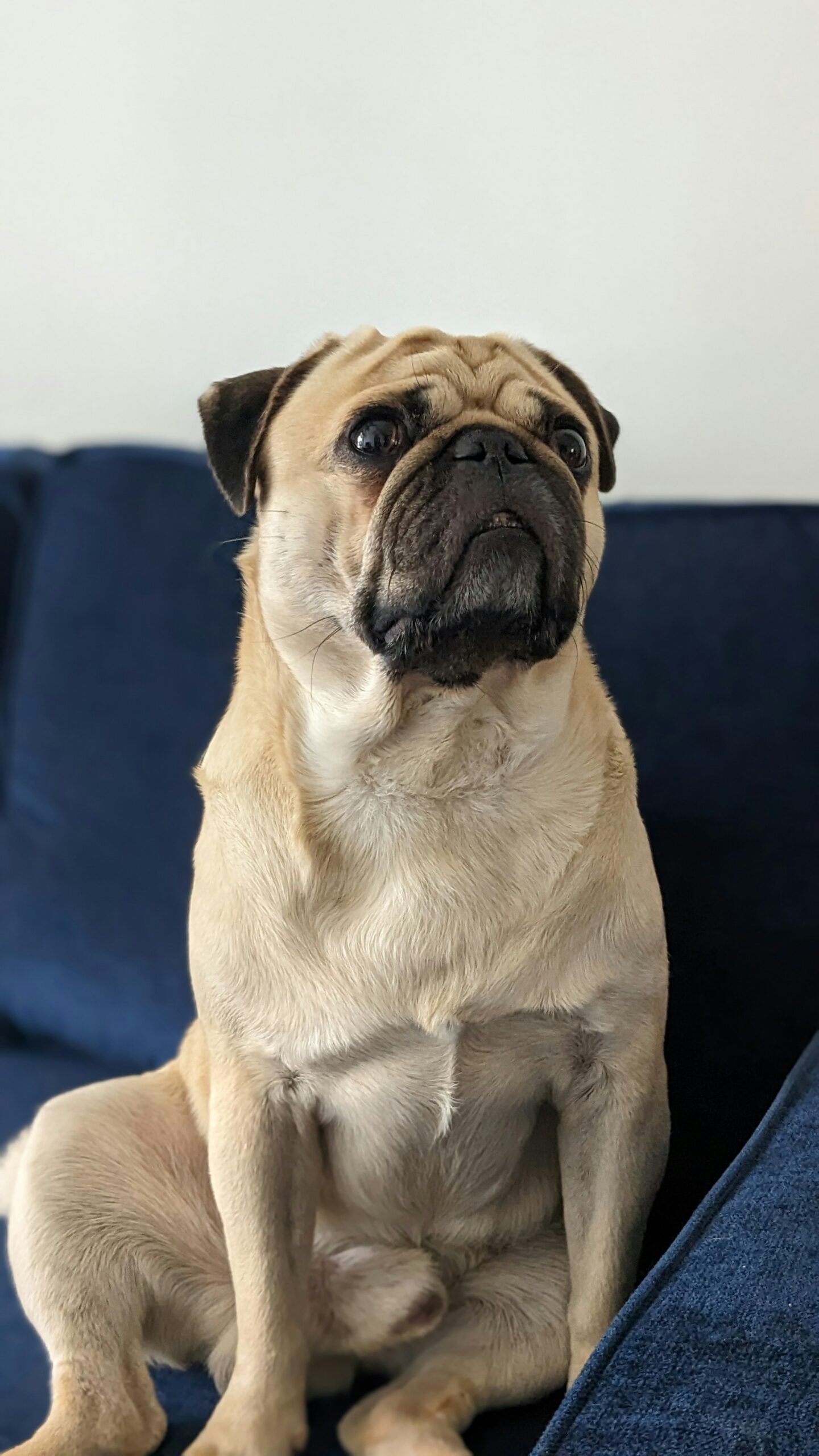 How to Calm a Dog During a Storm or Fireworks - Smart Dog Learning