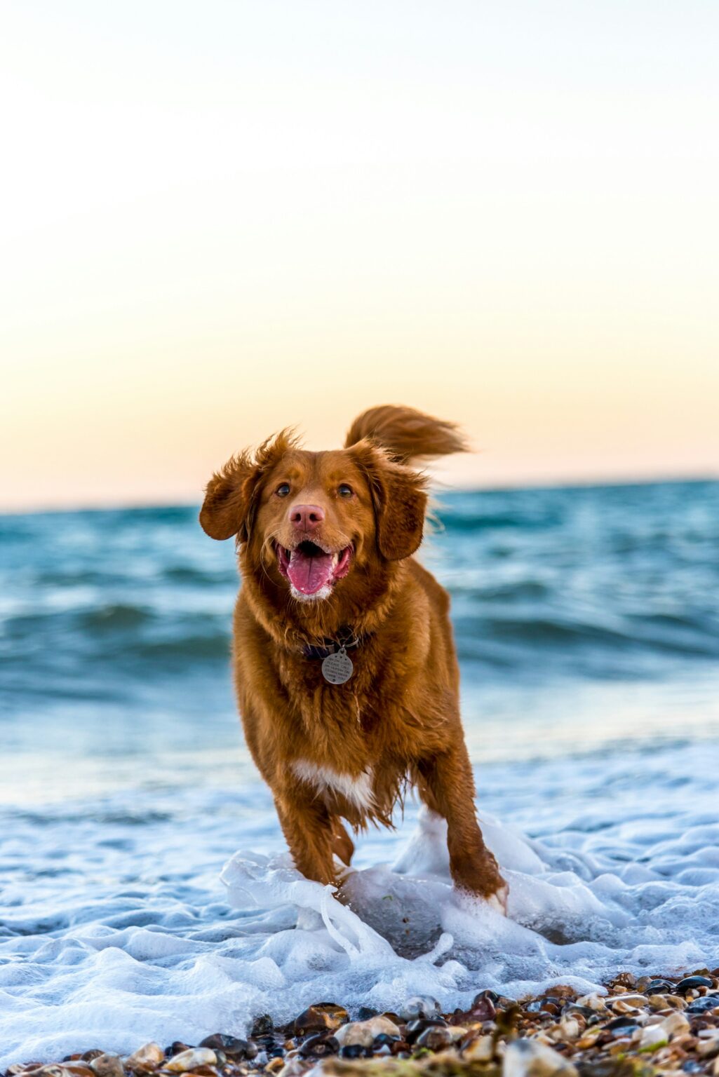 A Must-Read Beginner's Guide For First Time Dog Owners - Smart Dog Learning