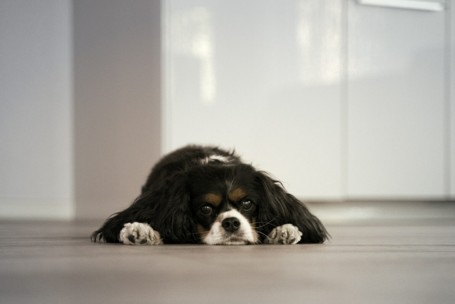 How to Calm a Dog During a Storm or Fireworks - Smart Dog Learning