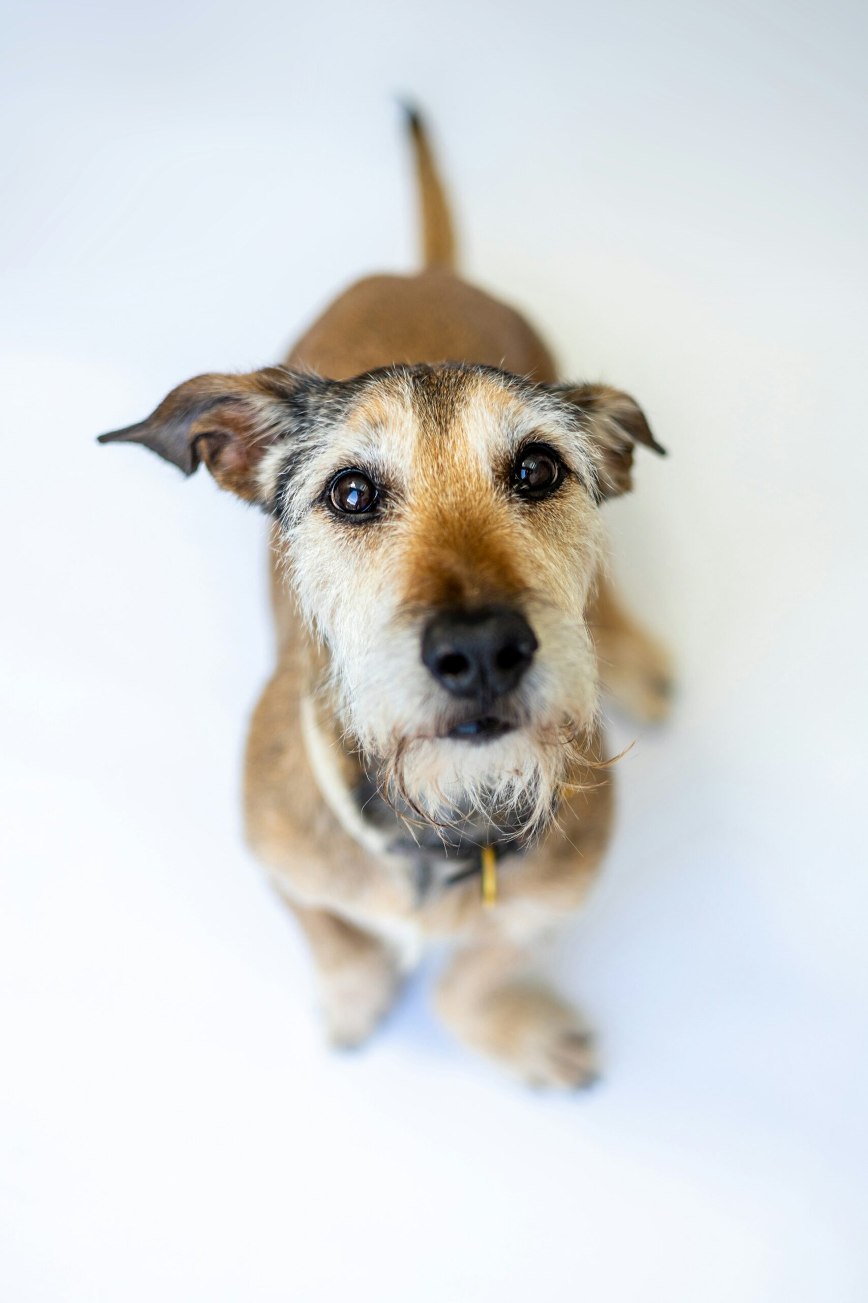 How to Calm a Dog During a Storm or Fireworks - Smart Dog Learning