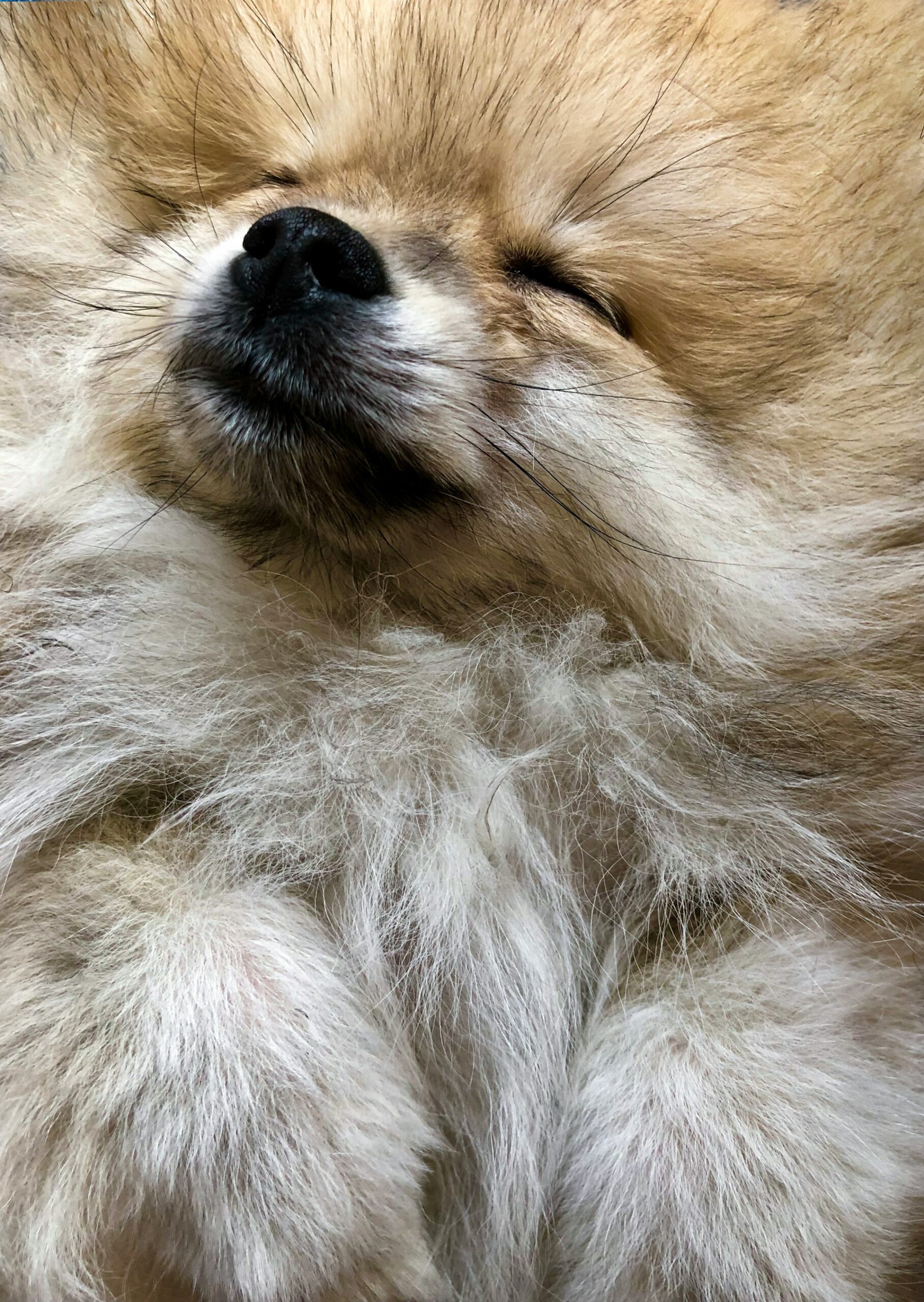 How to Clean Your Dog’s Fur (Without Losing Your Mind) - Smart Dog Learning