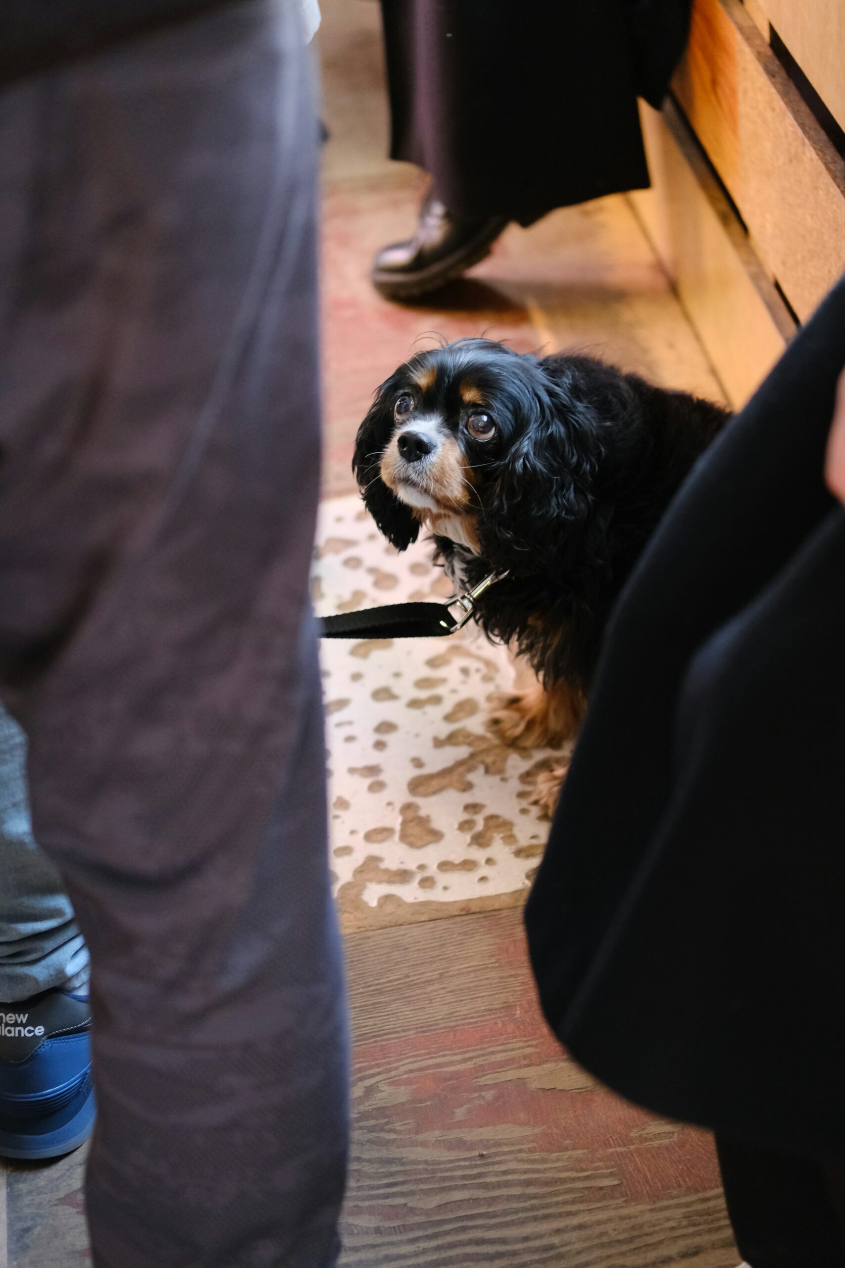How to Calm a Dog During a Storm or Fireworks - Smart Dog Learning