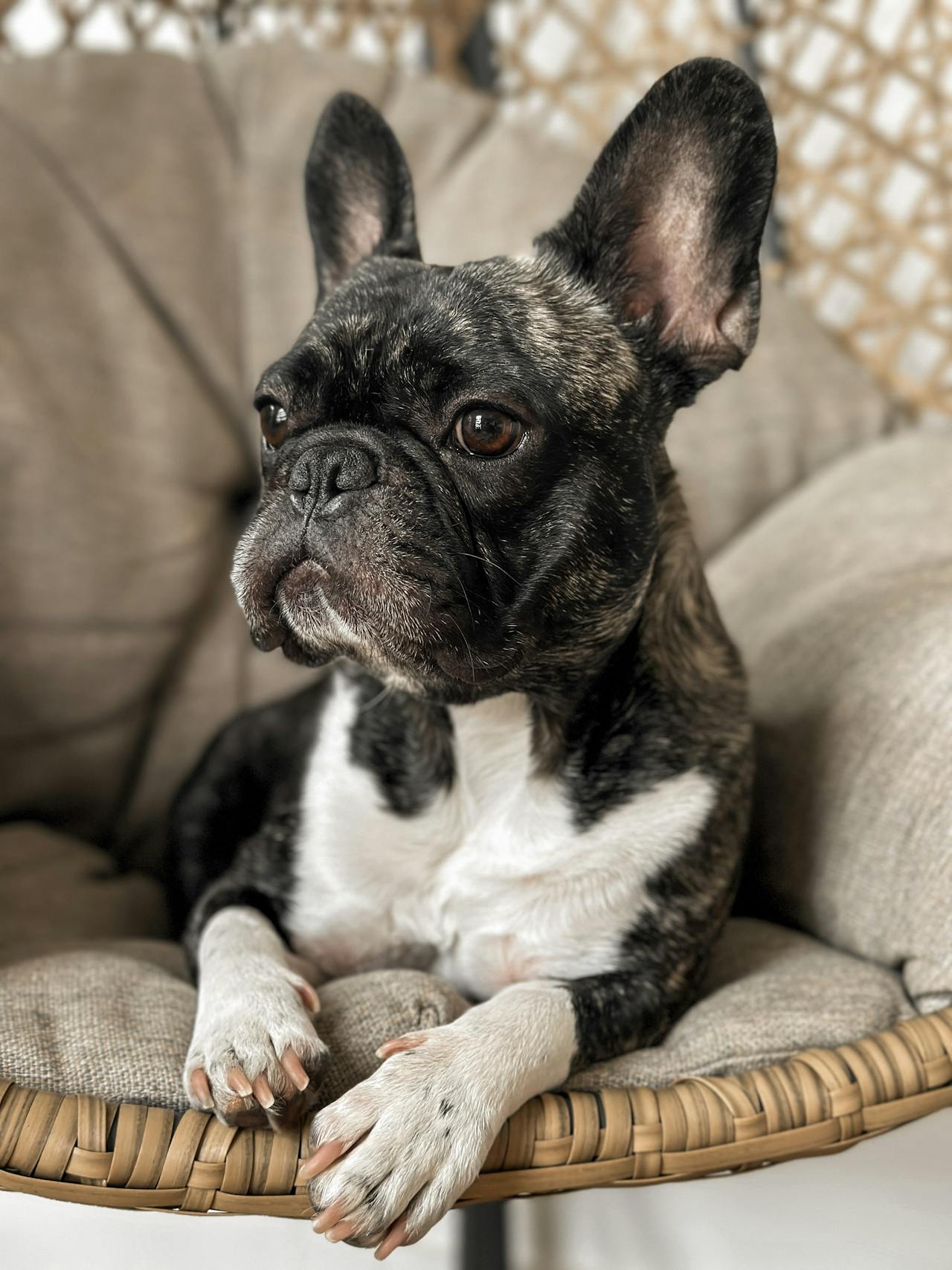 How To Raise An Obedient French Bulldog - Smart Dog Learning