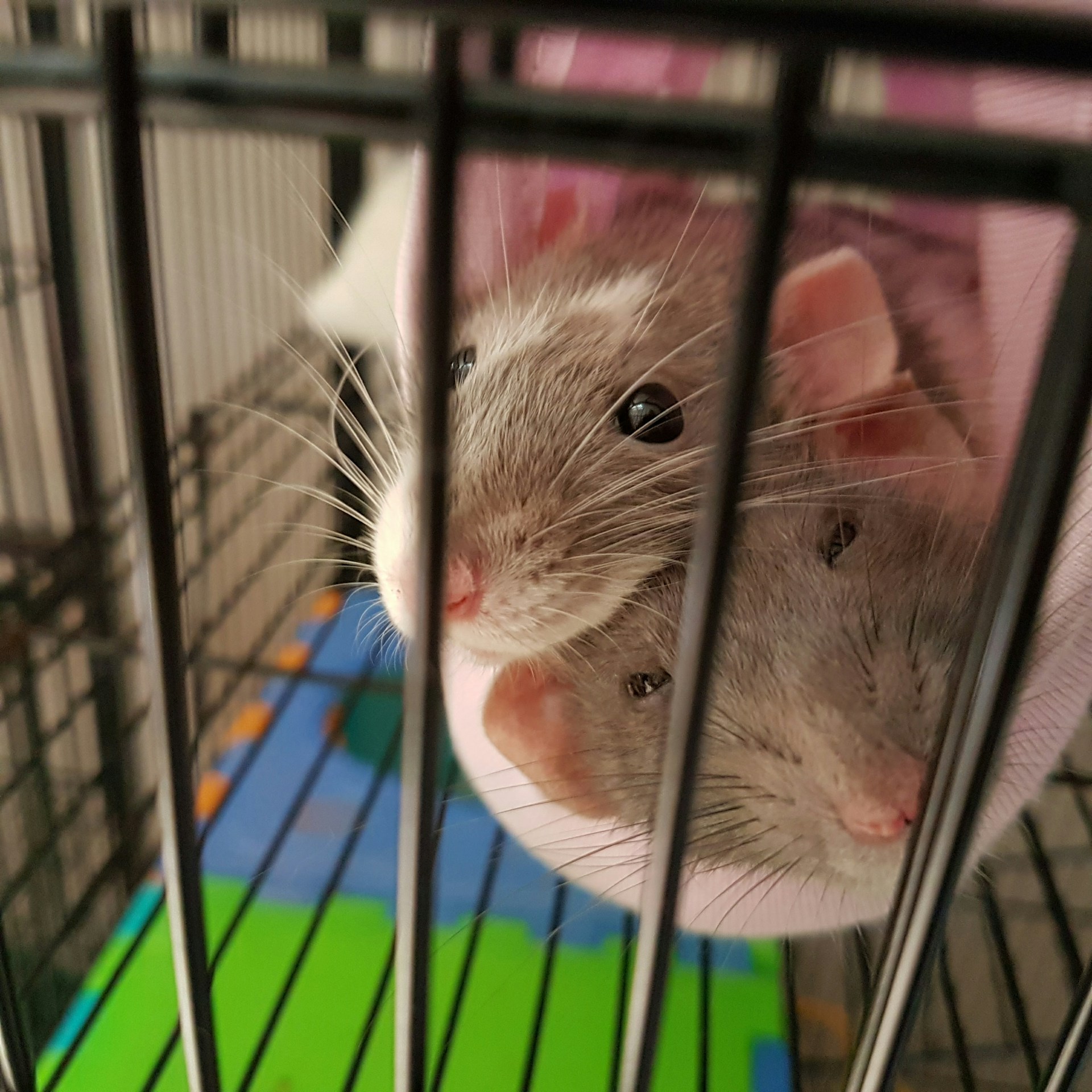 Guinea Pigs vs Rats as Pets: Which Tiny Critter Is Right for You ...