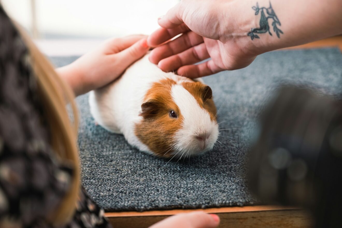 Guinea Pigs vs Rats as Pets: Which Tiny Critter Is Right for You ...