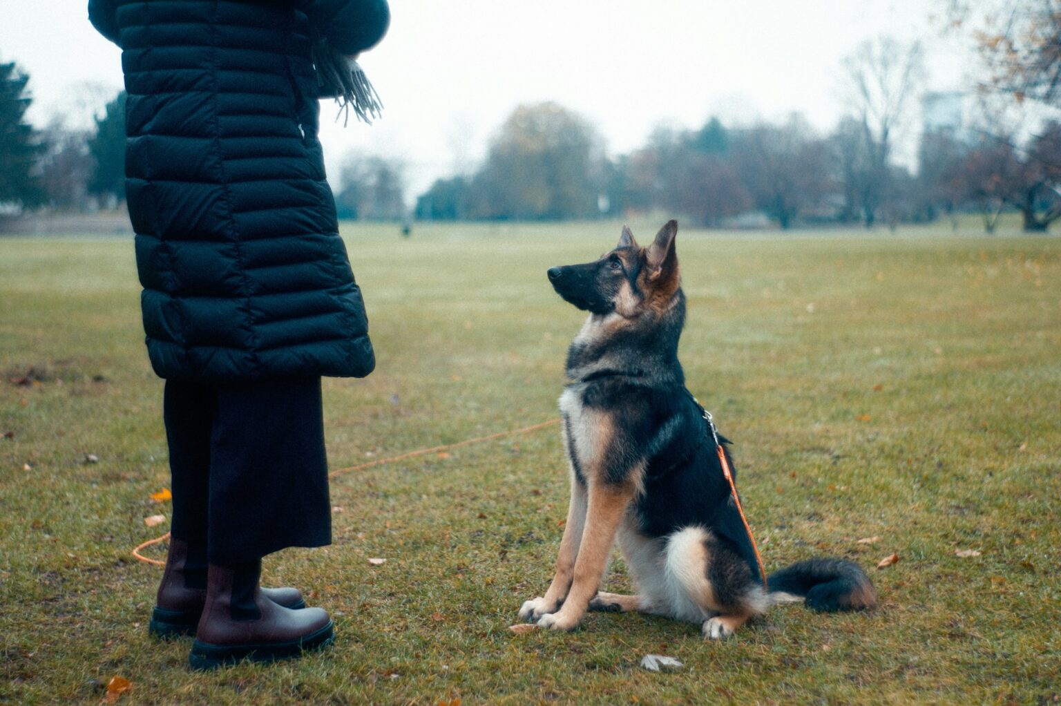 14-Day Dog Training Plan for Beginners - Smart Dog Learning
