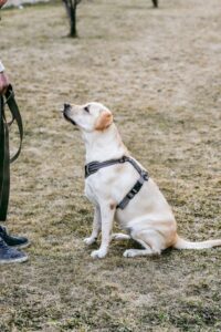 14-Day Dog Training Plan for Beginners - Smart Dog Learning