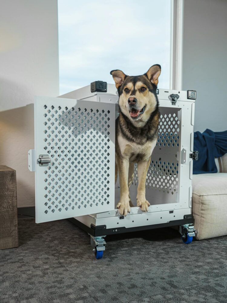 Dog Crate Training 101: How to Make the Crate Your Dog’s BFF - Smart ...
